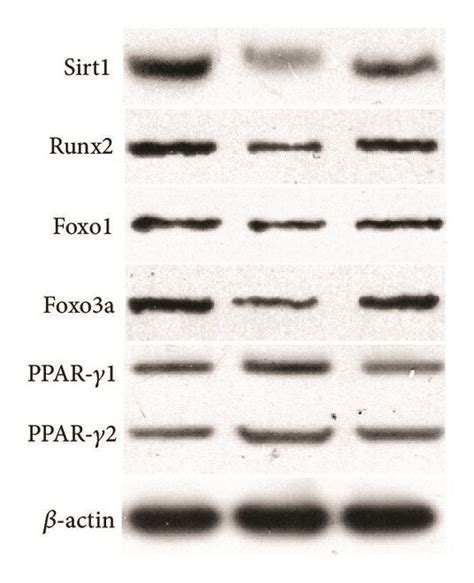 Ezp Upregulated Protein Levels Of Sirt1 Runx2 Foxo1 And Foxo3a And