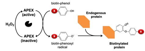 Schematic Representation Of The Proximity Labeling Biotinylation Of