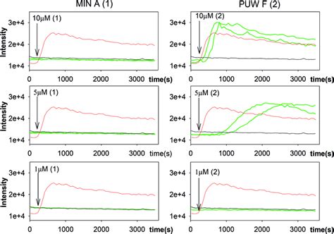 Membrane Permeabilization Of Saccharomyces Cerevisiae The Influx Of