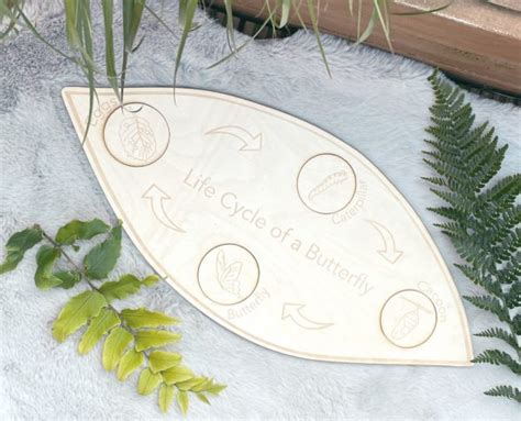 Lifecycle Of A Butterfly Osi