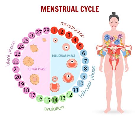 Girls Ovulation Cycle