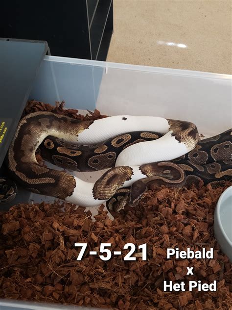Morph Identification Help Please Ball Pythons Morphmarket Reptile