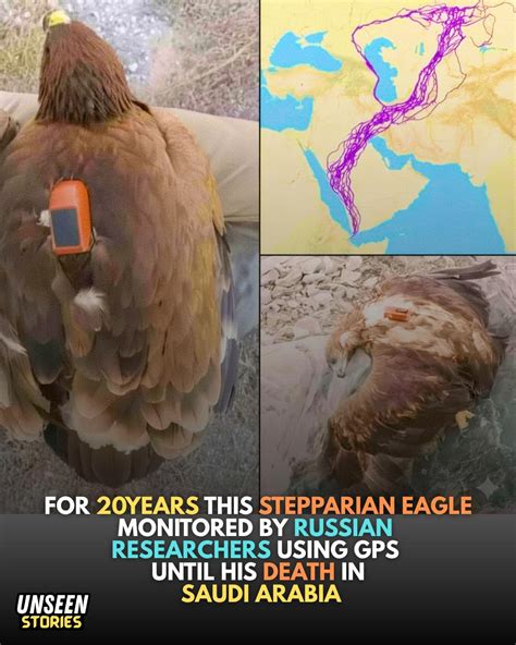 Explore The Eagle That Has Flown Twenty Years But It Never Crossed