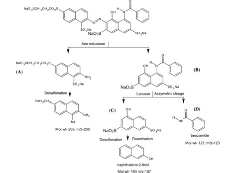 Pathways Proposed For The Degradation Of Reactive Red By A