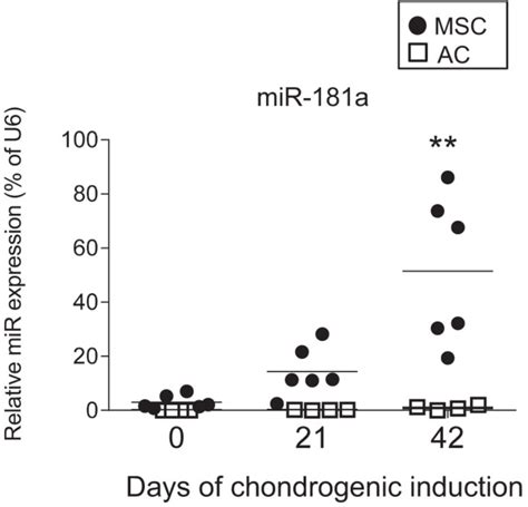 Mir 181a Targets Rspo2 And Regulates Bone Morphogenetic Protein Wnt Signaling Crosstalk During