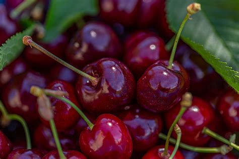 붉은 체리와 녹색 잎의 매크로 이미지입니다 여름 달콤한 과일의 자연 배경입니다 근접 촬영 0명에 대한 스톡 사진 및 기타 이미지 Istock