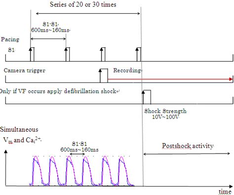 Experimental Protocol Timing Diagram Download Scientific Diagram