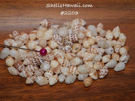 100 Pcs Momi Shells Supply From Niihau 2203