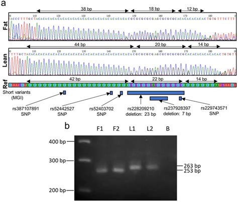 Dinucleotide Repeat Polymorphism In Intron 6 Of The Hif3a Between The Download Scientific