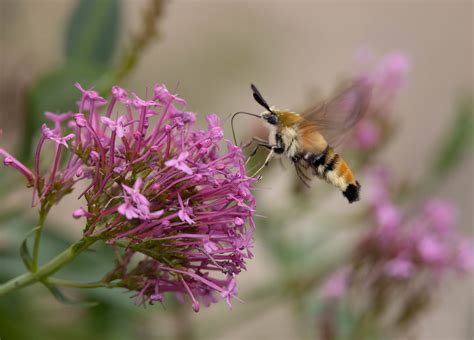Clearwing Bee Hawk Moth 6 David Sadler Flickr