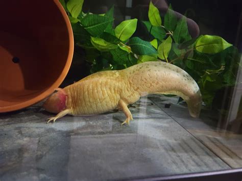Hes Always Had His Tail Curve Downward Like This Defect R Axolotls