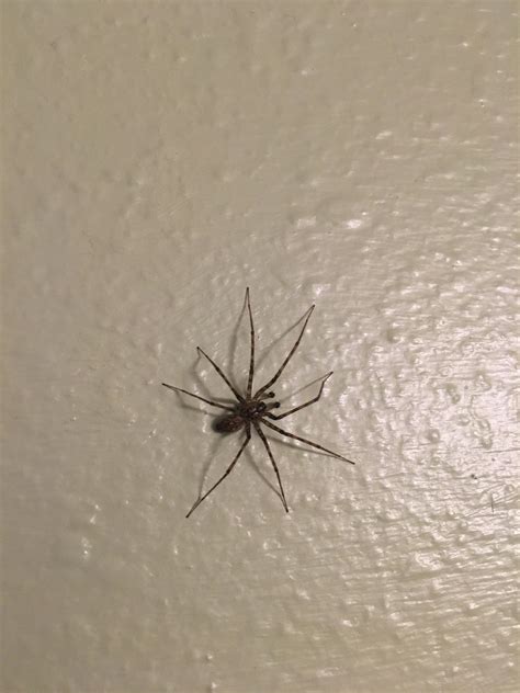 Homie Funnel Weaver With Massive Fangs Defending Me While I Poo R