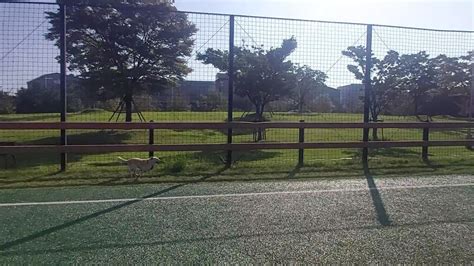 추석 당일 공장에 혼자 있는 공장개한테 방문하여 운동장에서 실컷 목줄 없이 놀게 해주기 ㅣ 즐겁게 놀고 사무실에 들어오니 아주 그냥 좋아 죽음 Youtube