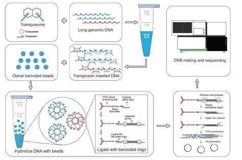 Complete Genomics On Linkedin Hgm2019 Mgi Bgi Sequencing Genomics Dna