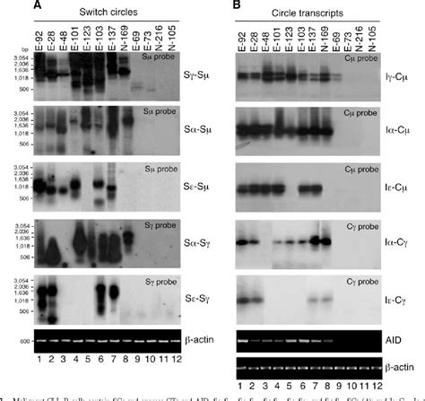 Figure 1 From Lymphocytic Leukemia B Cells Switch Dna Recombination In Chronic Ongoing In Vivo