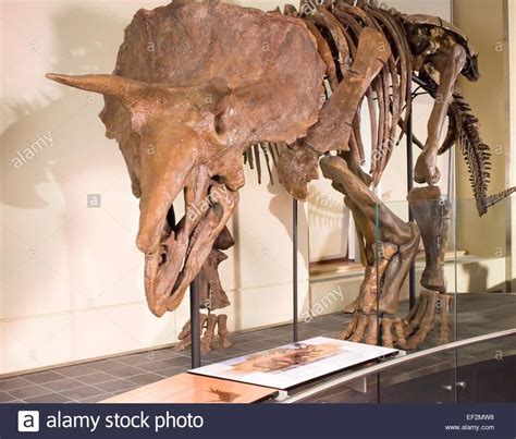 Discover The Majestic Triceratops Dinosaur Fossil