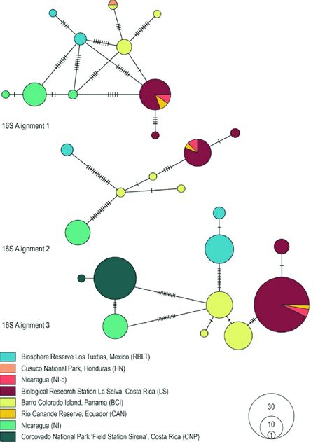 minimum spanning haplotype networks showing the genealogical