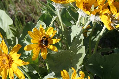 Albertas Native Bees — Alberta Native Bee Council Albertas Native Bees — Alberta Native Bee Council