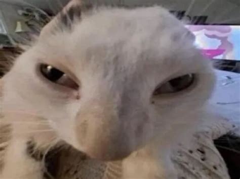 Você É Mais Pipipi Ou Lalala Quebosta Quizur