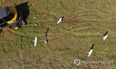 굴착기에 날아드는 백로 연합뉴스