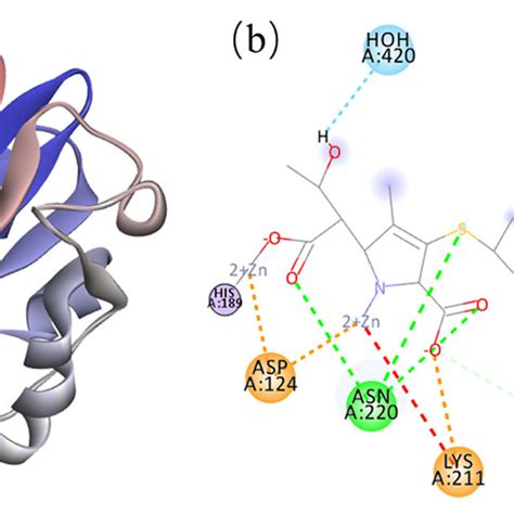 Crystal Structure Of Ndm 1 Bound To Hydrolyzed Meropenem Pdb 4eyl