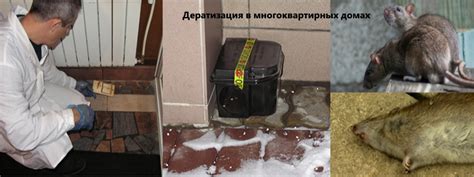 Как проводят дератизацию в многоквартирных домах — Центр дезинфекции ...