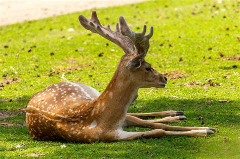 Daim Persan Photo Stock Libre Public Domain Pictures