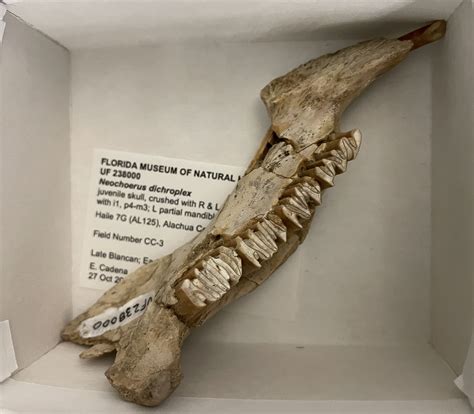 A Trip To A University Research Lab A Trip To The Museum The Fossil