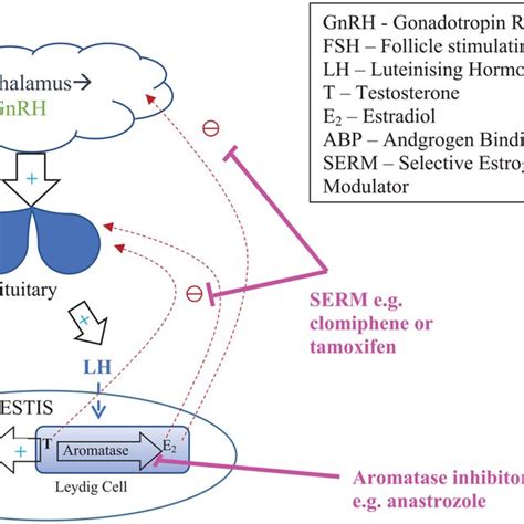 Hypothalamicpituitarygonadal Axis Source Adapted From Dorota J
