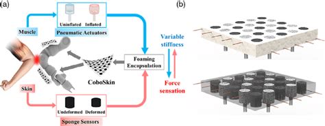 Bionic Design Of Coboskin A The Inspiration Of The Human Body B Download Scientific Diagram