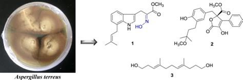海洋相关真菌 曲霉曲霉的 生物活性次生代谢产物 Bioorganic Chemistry X Mol