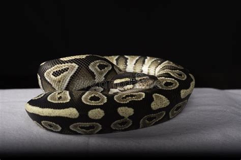 Ball Python Python Regius Stock Image Image Of Cross Biak 337706483