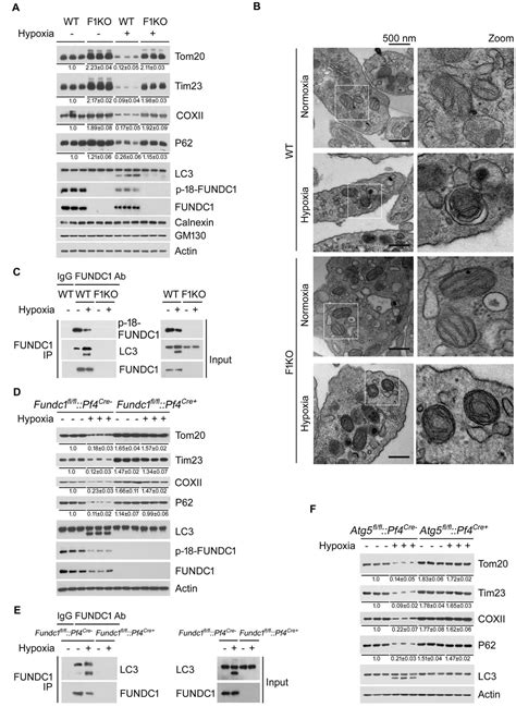 Hypoxic Mitophagy Regulates Mitochondrial Quality And Platelet