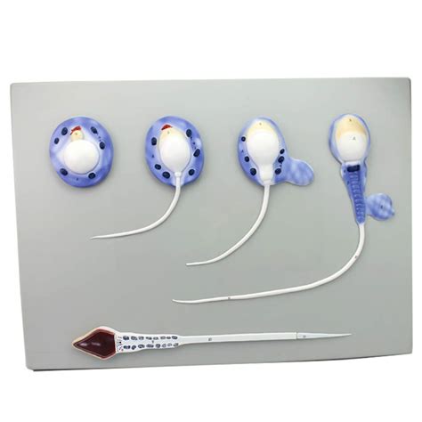 buy fxq scientific anatomical human model sperm formation process