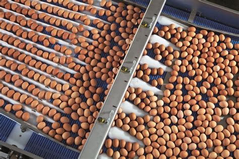 What Are The Latest Innovations In Egg Processing Technology Avinews