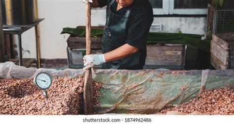 111 Cocoa Fermentation Box Images Stock Photos Vectors Shutterstock