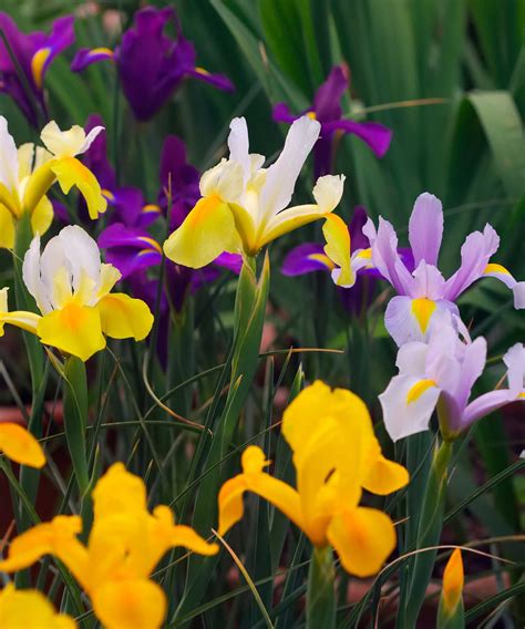 When Do Irises Bloom Different Flowering Times Explained Homes And