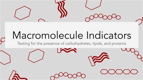 Macromolecule Indicators By The Science Y Librarian Tpt