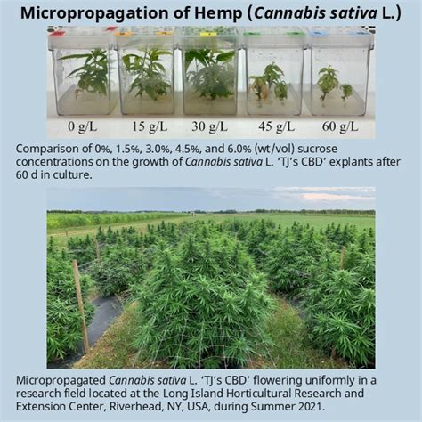 American Micropropagation Is A Valuable Method Of Propagating Hemp