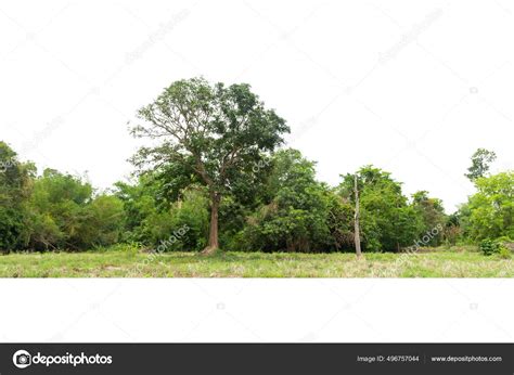 Green Trees On White Background
