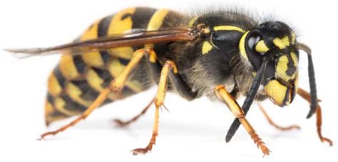 Western Yellow Jacket Queen Pests In The Urban Landscape Agriculture