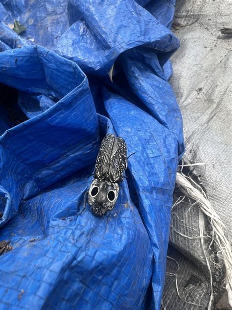 Central Ohio Bug Id R Bugidentification