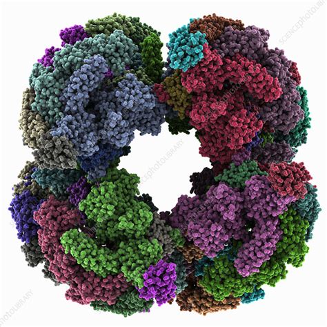 Mycobacterium Tuberculosis Rna Polymerase Molecular Model Stock Image C0599916 Science