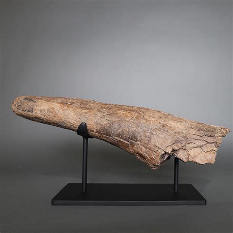 Fossils For Sale World Class Specimens Fossil Realm