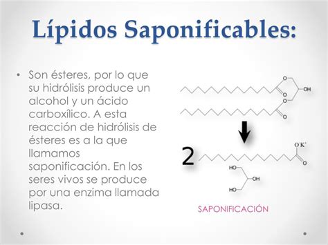 Ppt Lípidos Powerpoint Presentation Free Download Id 2146768