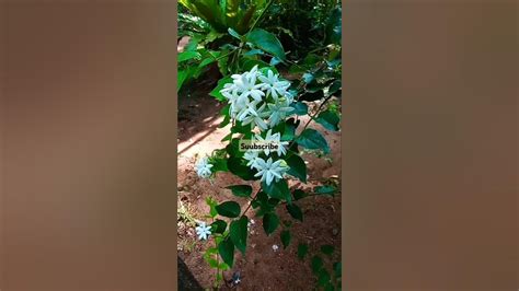 පිපුණු මලක අසිරිය ️ Shortsviral Natural Naturelovers Youtube