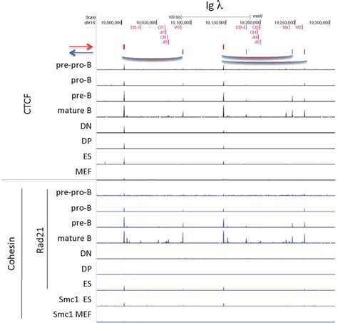 ccctc binding factor ctcf and cohesin subunit rad21 or smc1