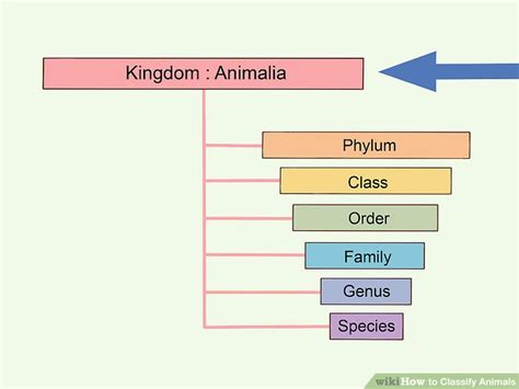 Levels Of Classification Phylum At Jerald Hunt Blog