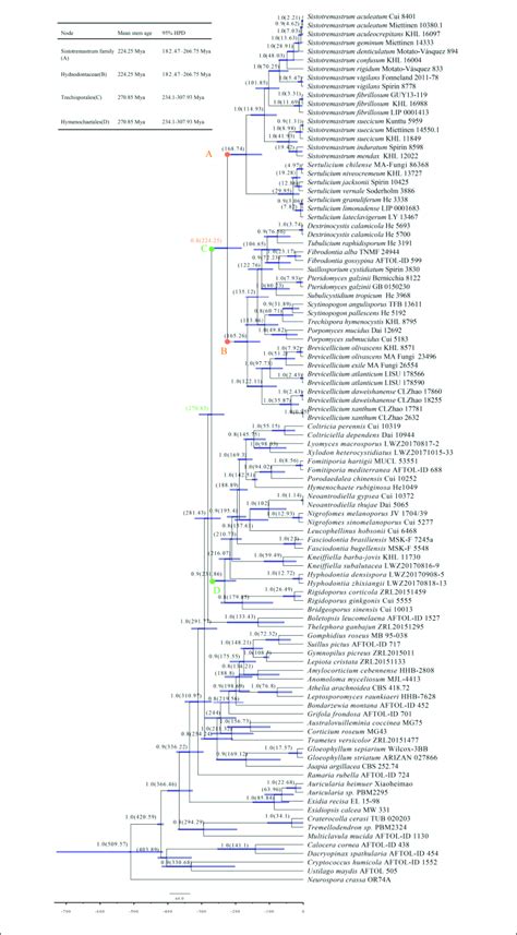 Maximum Clade Credibility Mcc Chronogram And Estimated Divergence