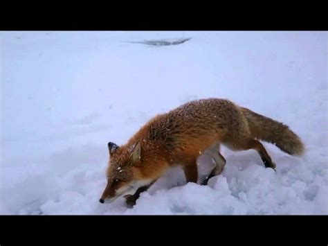 札幌市内の氷上でキツネを餌付けする！ 】 Youtube